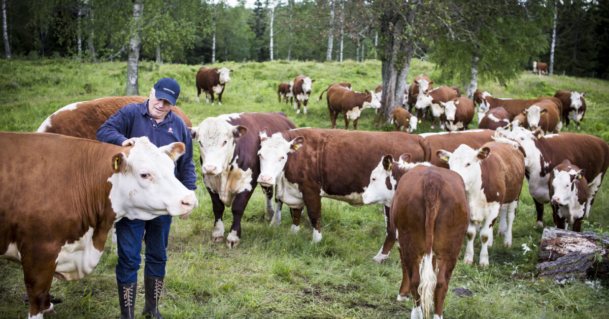 Nortura | Kan vi redde kloden og samtidig spise kjøtt?
