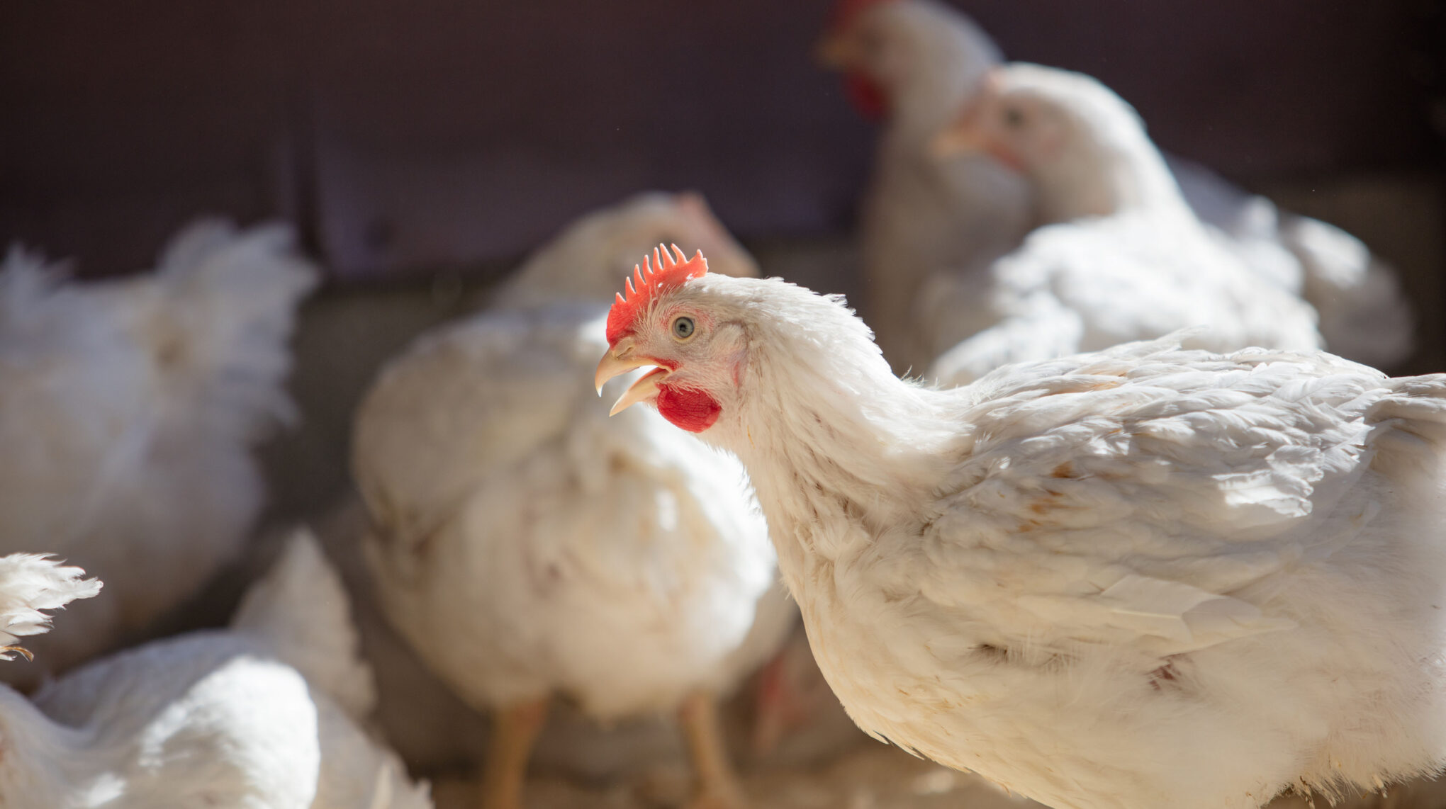 Nortura | Kyllingtyper i Nortura